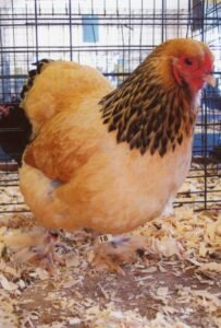 Buff Brahma Bantam (Female) - Feather Flockers